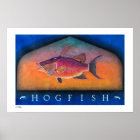 Hogfish Poster | Zazzle.com