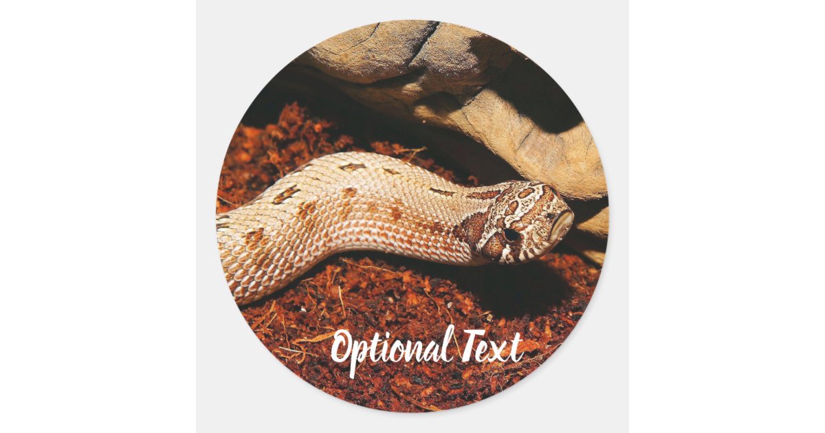 Hognose Pet Snake Classic Round Sticker | Zazzle