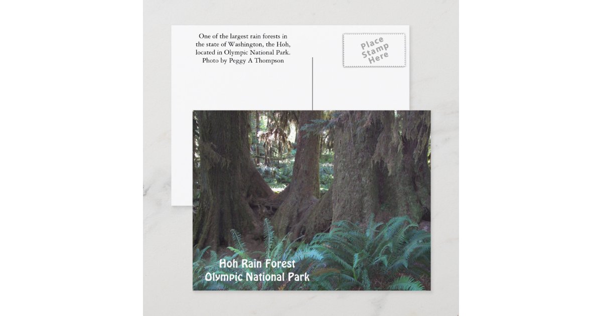 Hoh Rain Forest Travel Photo Postcard | Zazzle.com