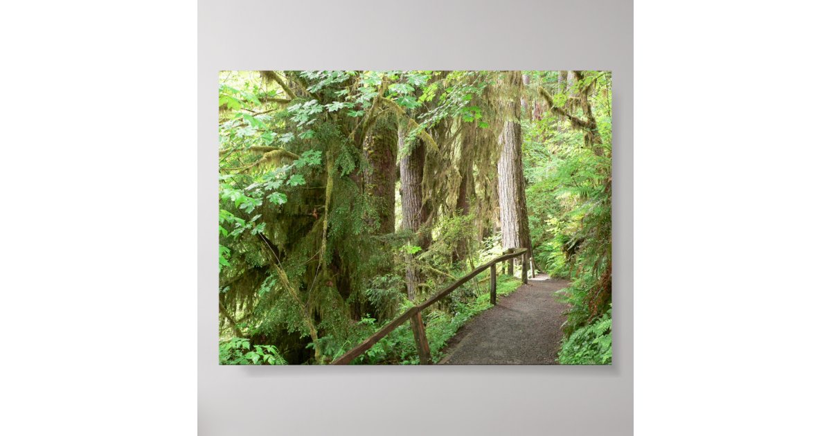 Hoh Valley Rainforest Trail Poster | Zazzle