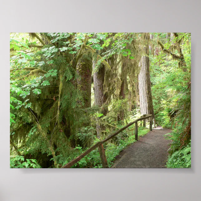 Hoh Valley Rainforest Trail Poster | Zazzle