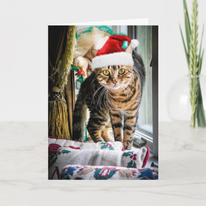 Holiday Cat Greeting Card | Zazzle.com