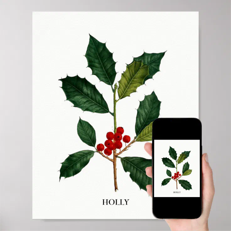 Holly Botanical Print | Zazzle