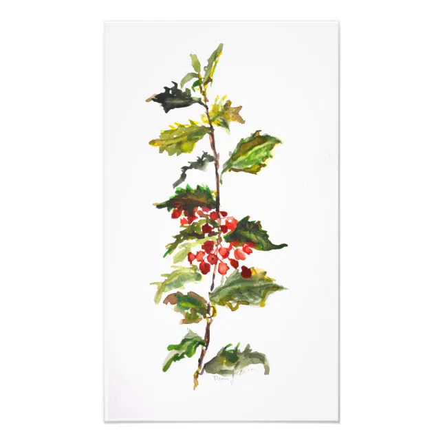 Holly Watercolor Painting Photo Print | Zazzle