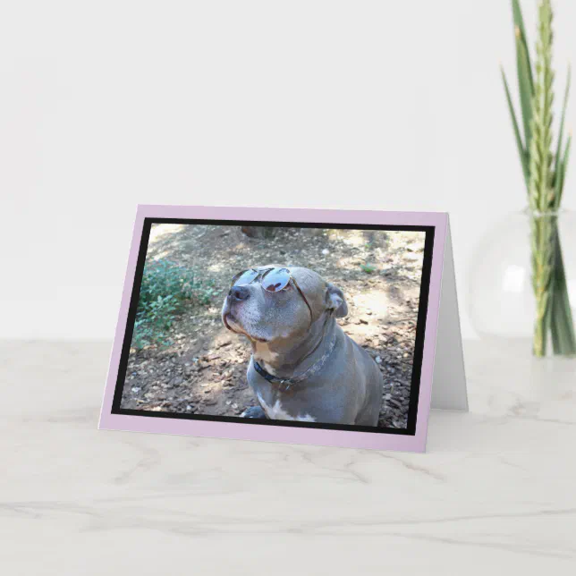 Hollywood Pitbull Valentine's Day Card | Zazzle