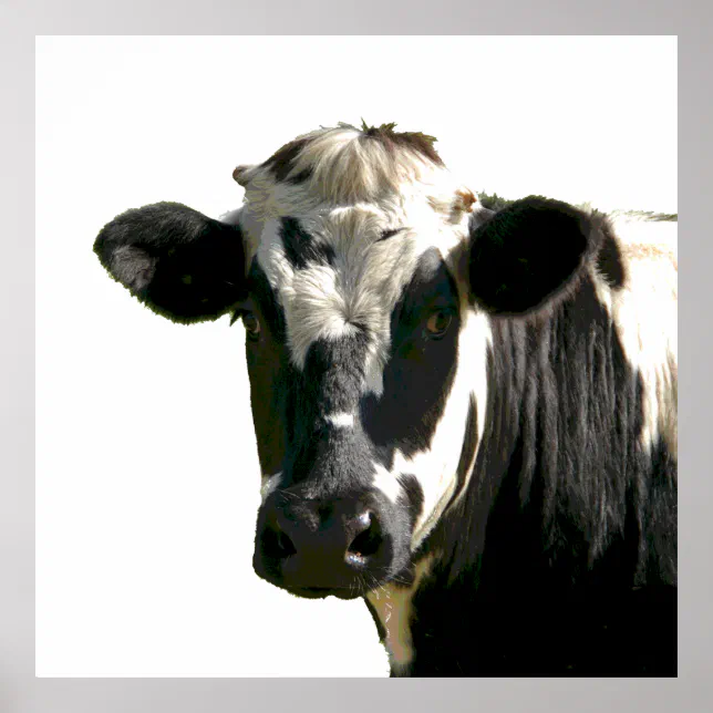 Holstein Cow Farm Animal Dairy Black & White Poster | Zazzle