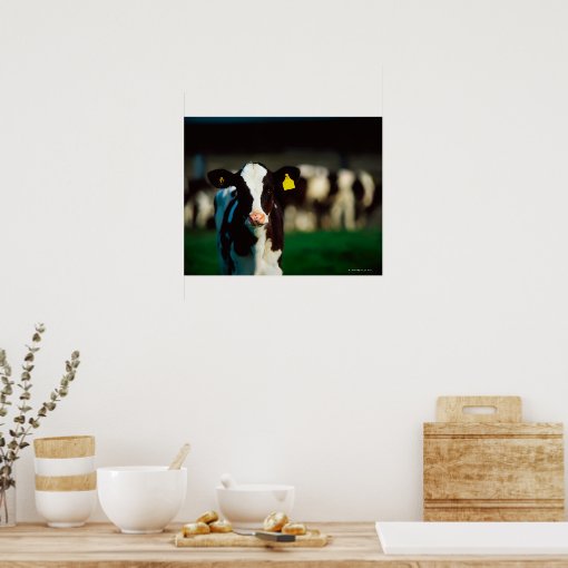 Holstein-Friesian calf Poster | Zazzle