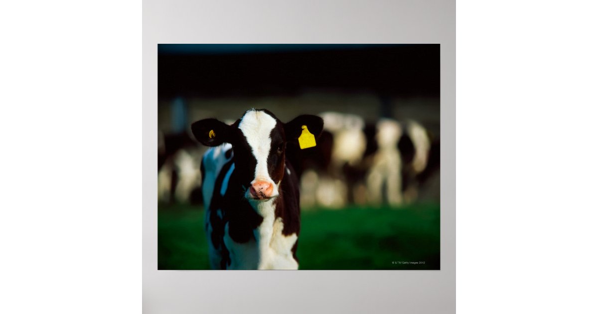 Holstein-Friesian calf Poster | Zazzle