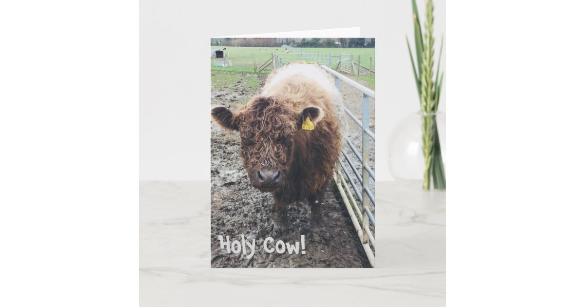 Holy Cow Card | Zazzle