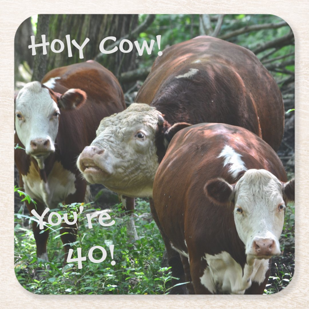 Holy Cow You're 40 Birthday Party Coasters | Zazzle