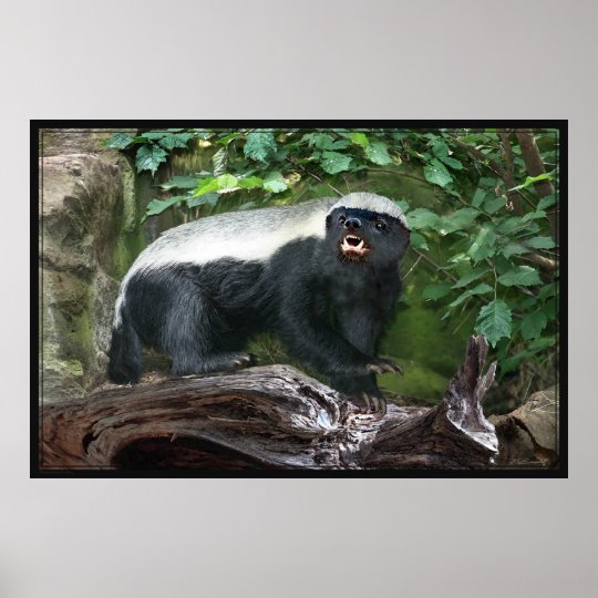 Honey Badger Poster -60x40 -other sizes available | Zazzle.com