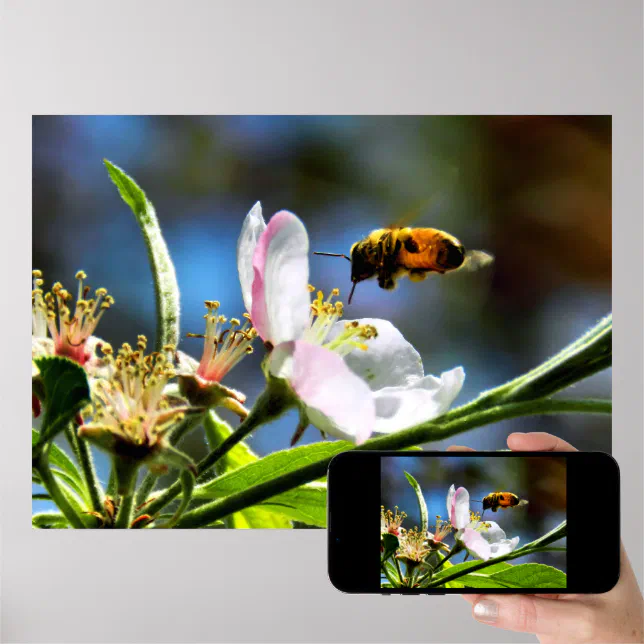 Honey Bee & Apple Blossom Poster | Zazzle