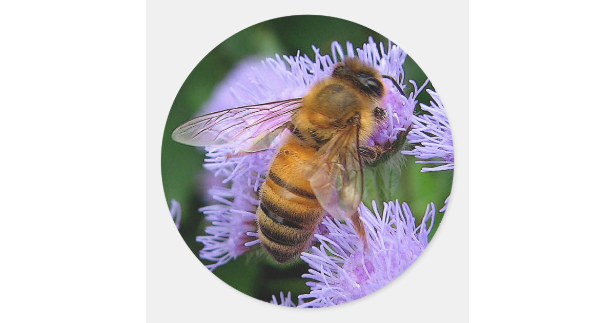 Honey Bee Classic Round Sticker | Zazzle