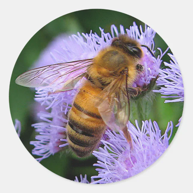 Honey Bee Classic Round Sticker | Zazzle