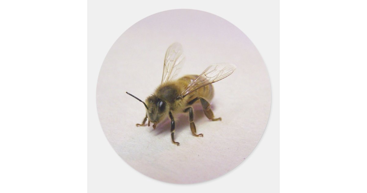 honey bee classic round sticker | Zazzle