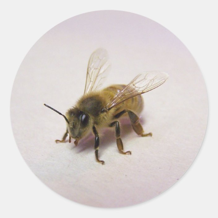 honey bee classic round sticker | Zazzle.com