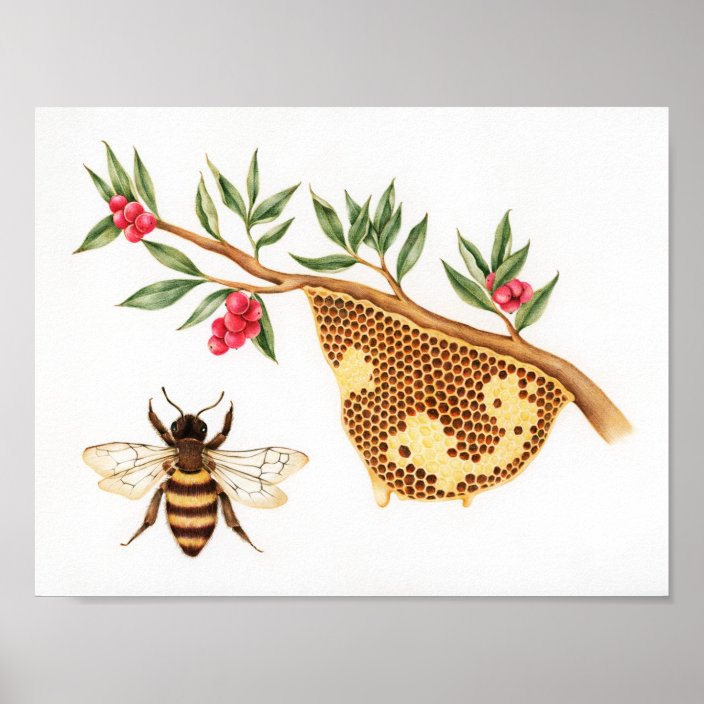 Honey Bee Illustration Poster | Zazzle
