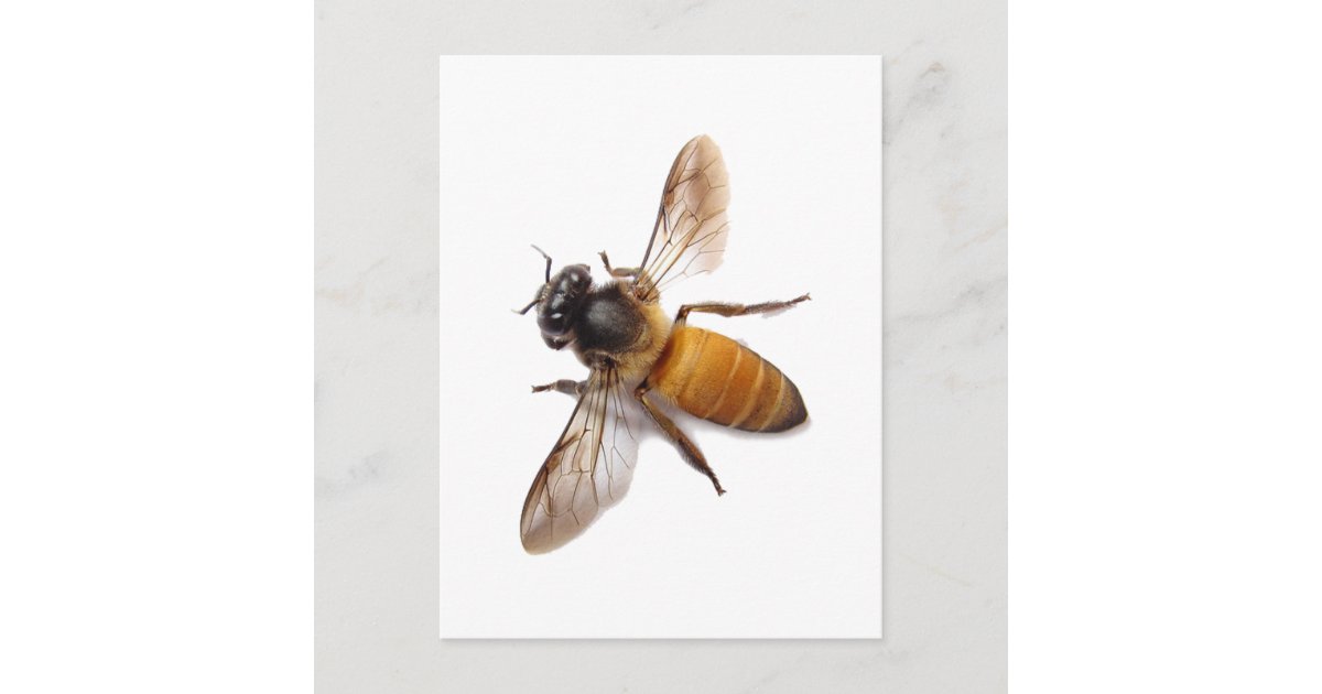 Honey Bee Postcard | Zazzle