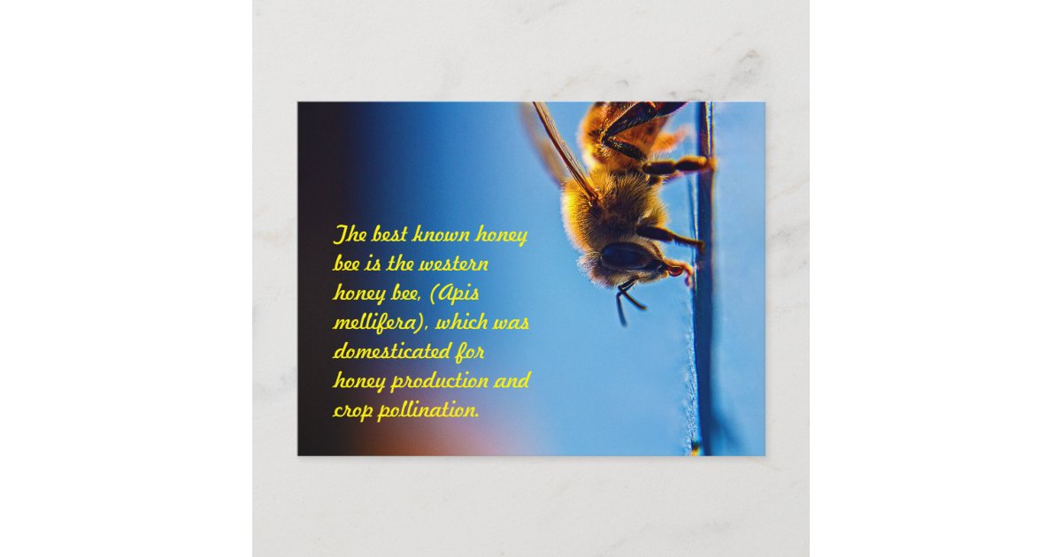 Honey Bee Postcard | Zazzle