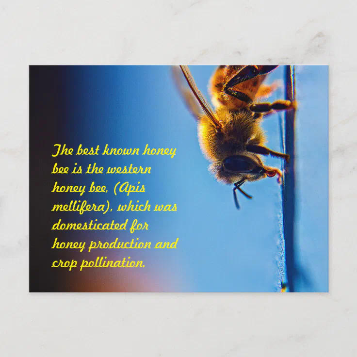 Honey Bee Postcard | Zazzle