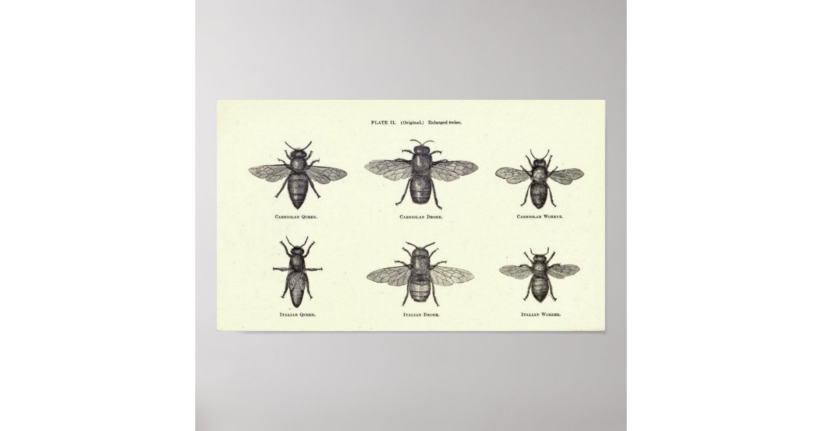 Honey Bees Poster | Zazzle