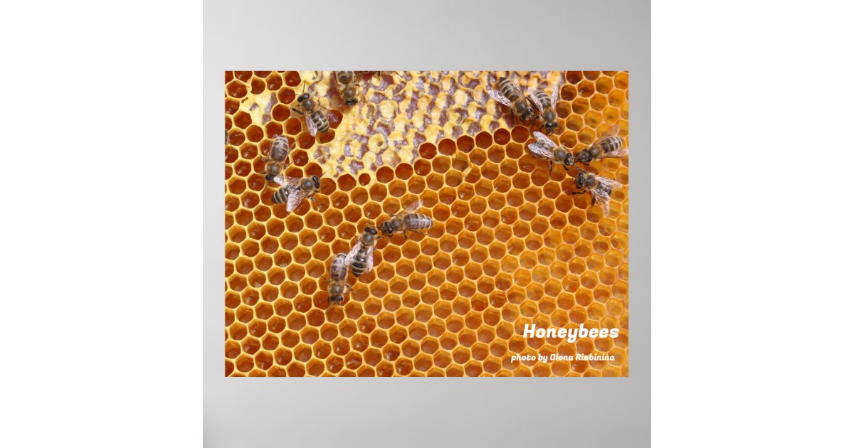 Honeybees in the hive poster | Zazzle