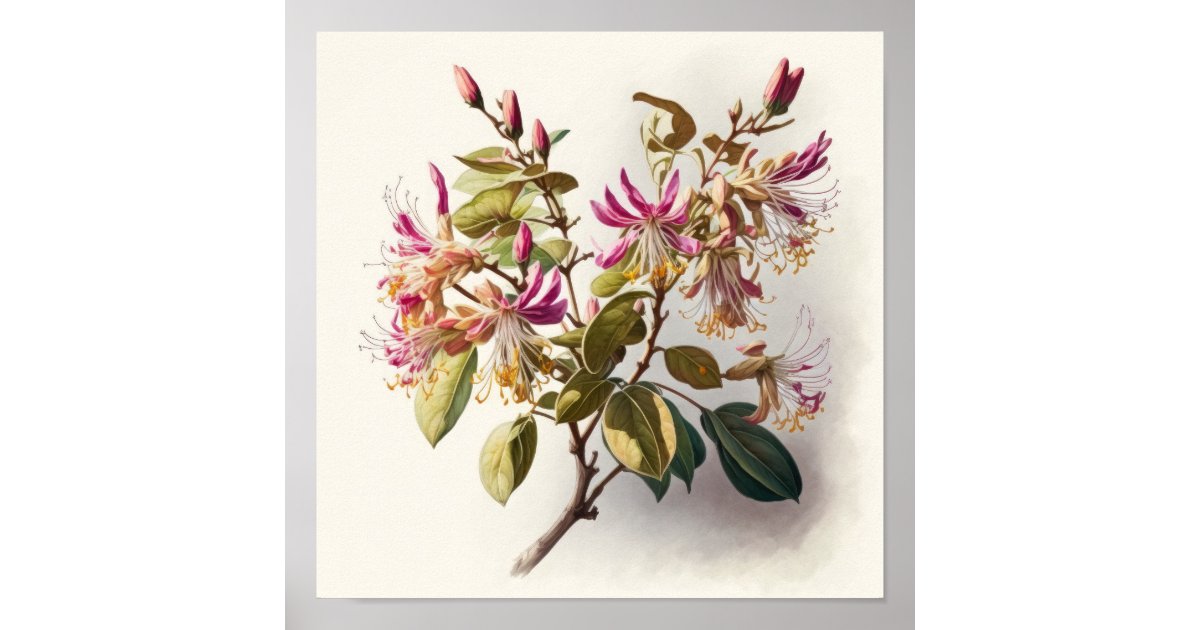 Honeysuckle Flowers Art Print Poster | Zazzle