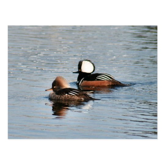 Hooded Merganser Ducks Photo Postcard | Zazzle.com