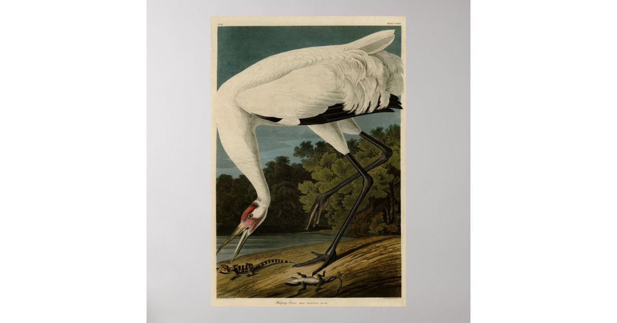 Hooping (Whooping) Crane, Audubon Birds of America Poster | Zazzle
