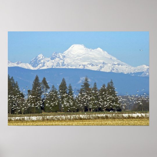 Horizontal Poster: Mt. Baker with Snow Geese Poster | Zazzle.com
