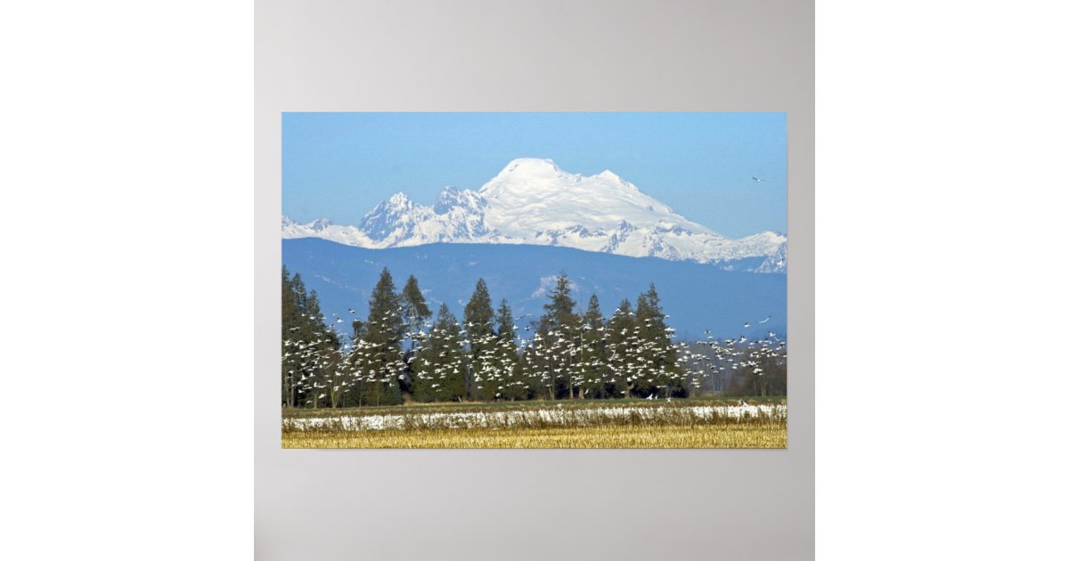 Horizontal Poster: Mt. Baker with Snow Geese Poster | Zazzle