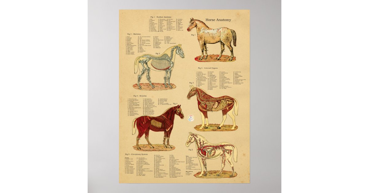 Horse Anatomy Veterinary Chart | Zazzle