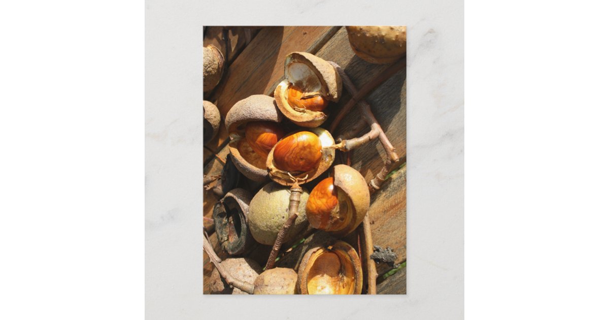 Horse Chestnut Post Card | Zazzle