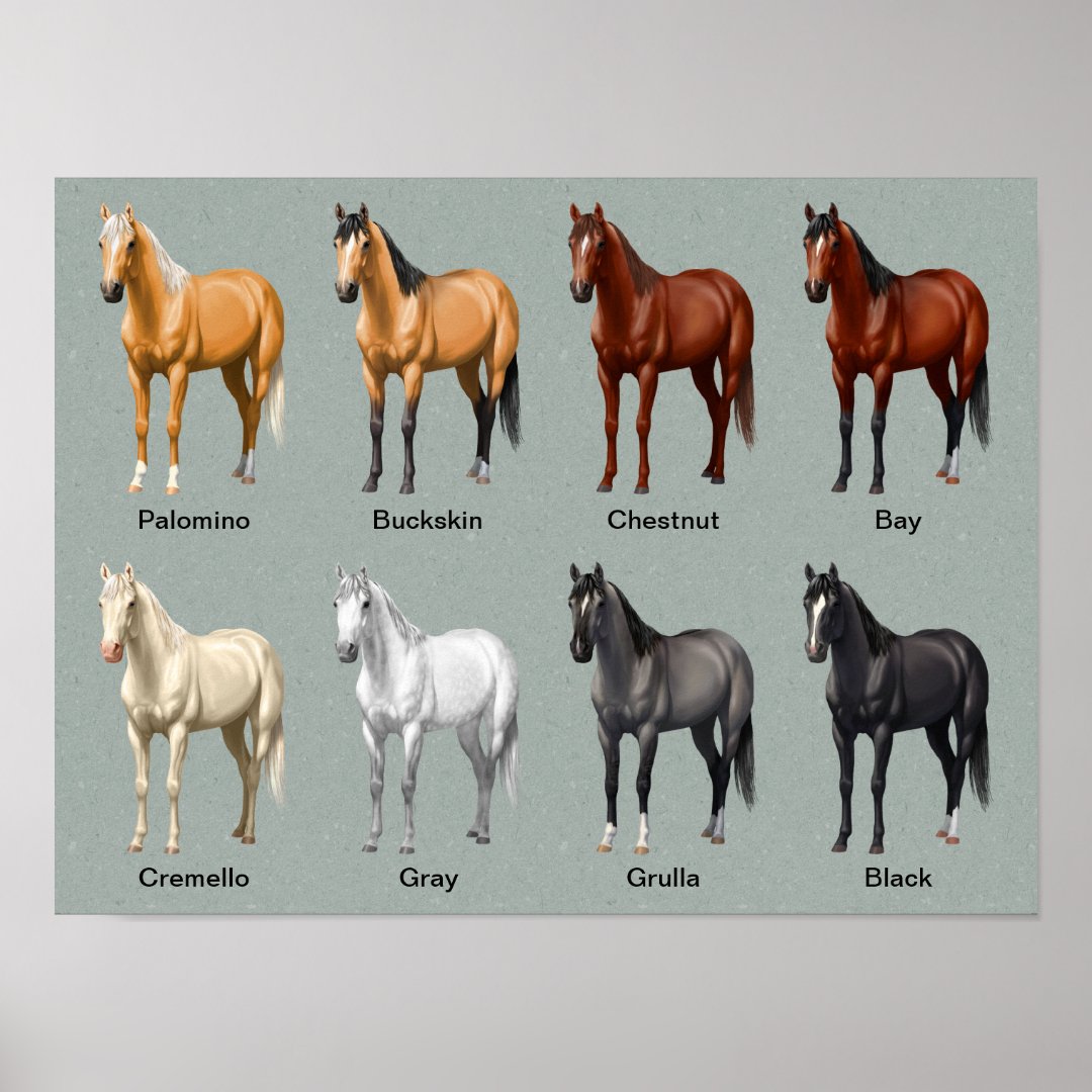 Horse Coat Colors Poster | Zazzle