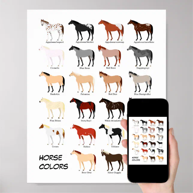 horse color chart poster | Zazzle