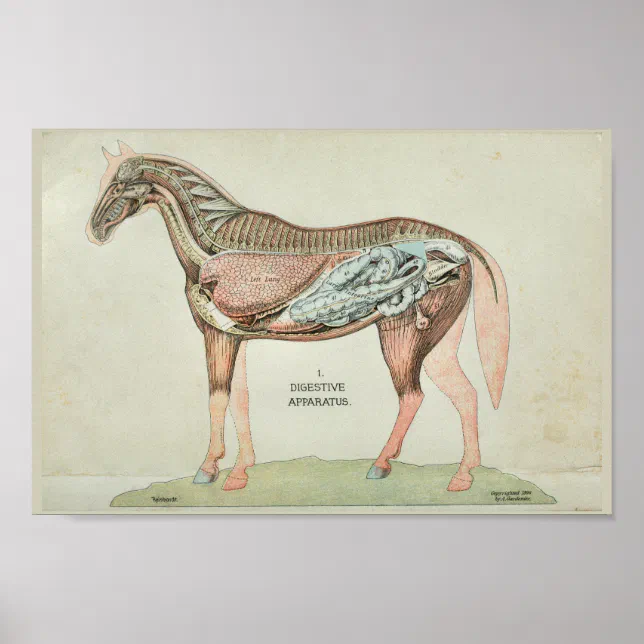 Horse Digestive Apparatus Internal Anatomy Print | Zazzle