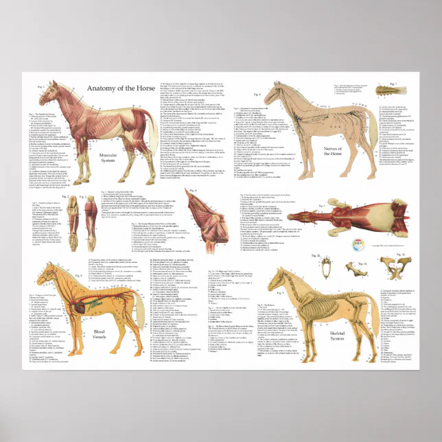 Horse Equine Anatomy Muscles Skeleton Poster | Zazzle