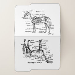 Horse File Folder | Zazzle