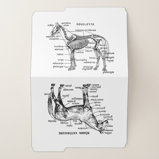 Horse File Folder | Zazzle
