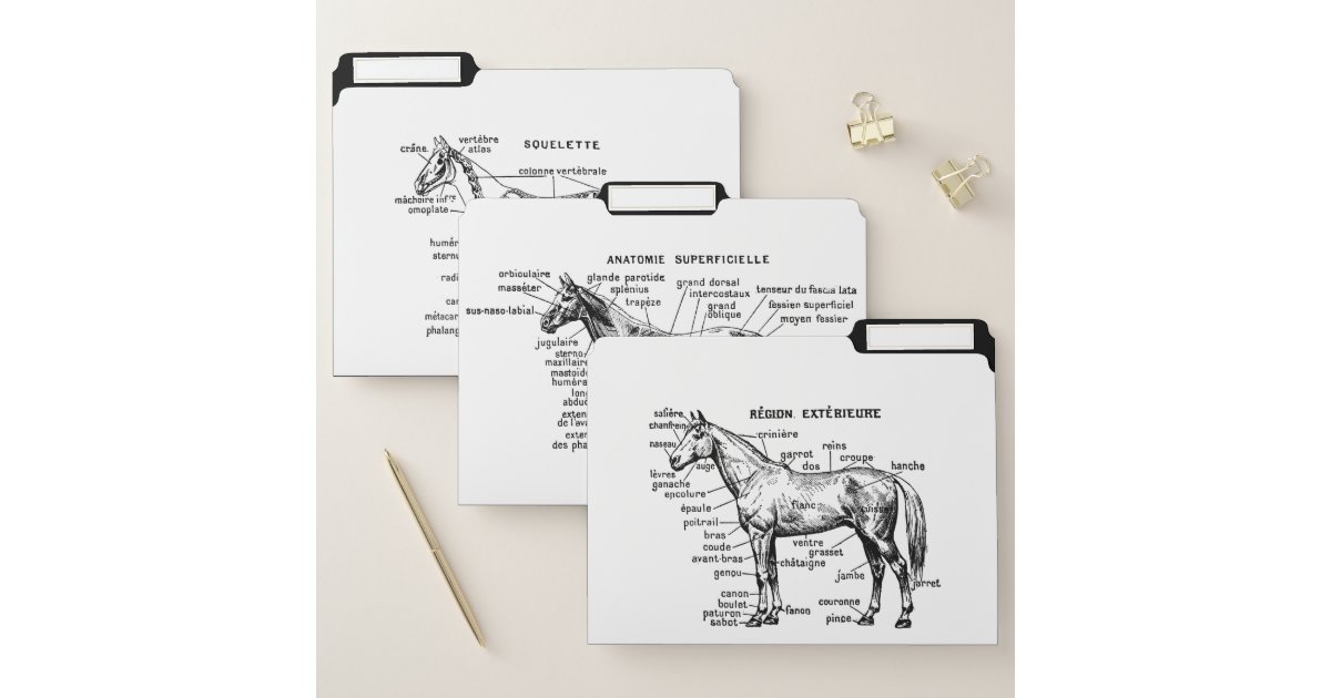 Horse File Folder | Zazzle