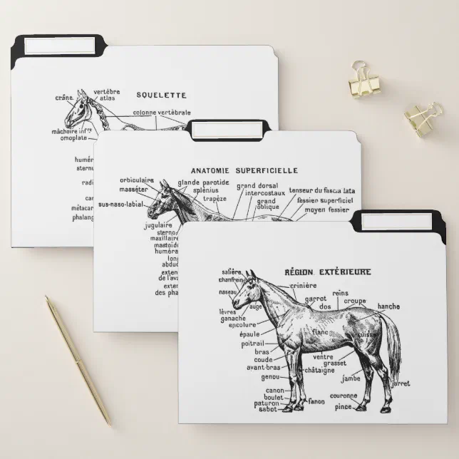 Horse File Folder | Zazzle