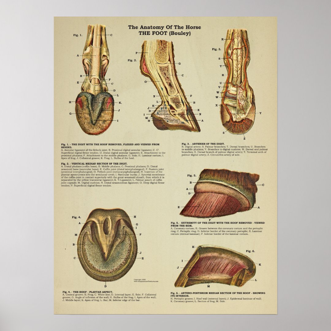 Horse Foot Hoof Anatomy Veterinary Chart | Zazzle