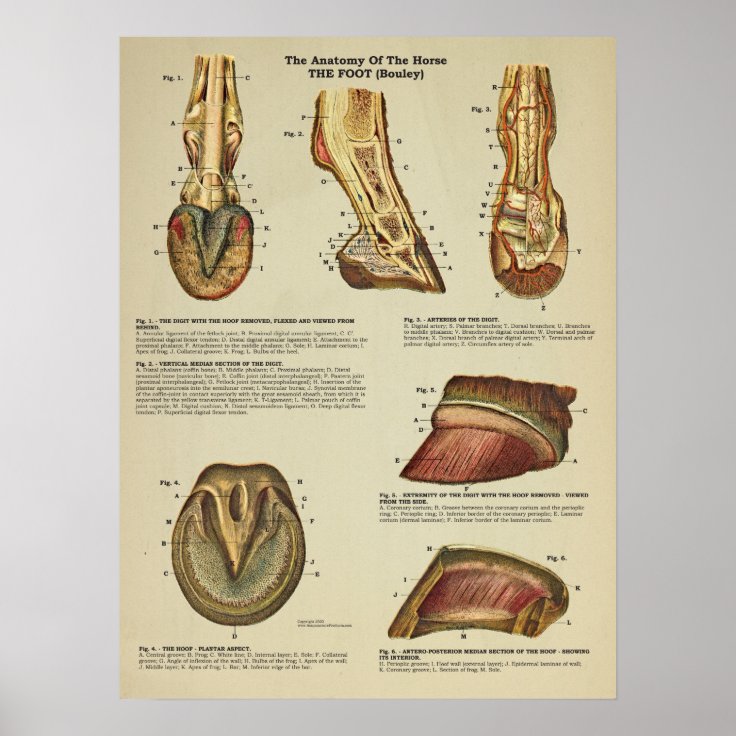 Horse Foot Hoof Anatomy Veterinary Chart | Zazzle