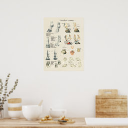 Horse Foot Hoof Leg Anatomy Farrier Chart | Zazzle