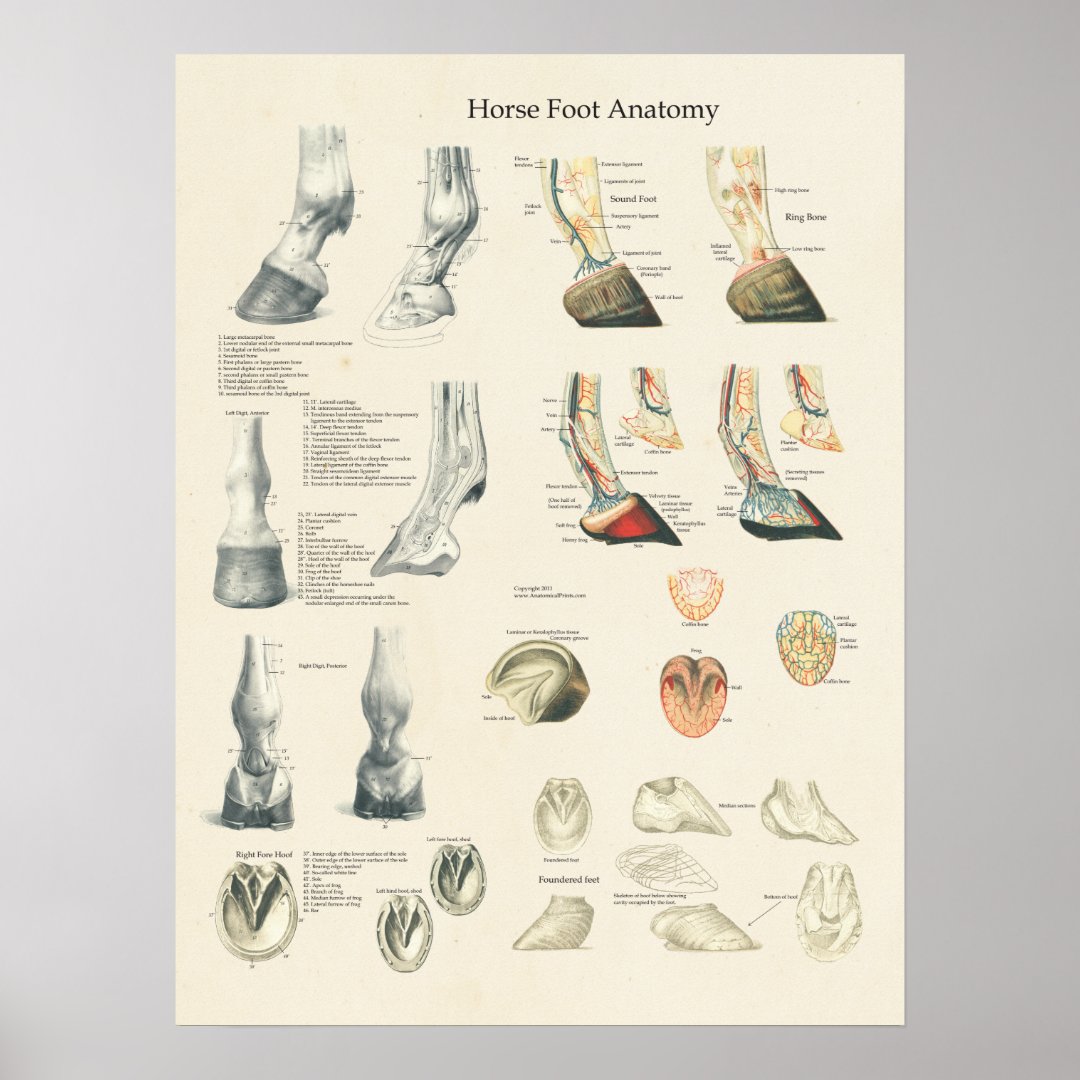Horse Foot Hoof Leg Anatomy Farrier Chart | Zazzle