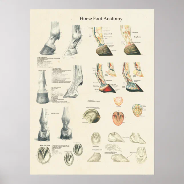 Horse Foot Hoof Leg Anatomy Farrier Chart | Zazzle