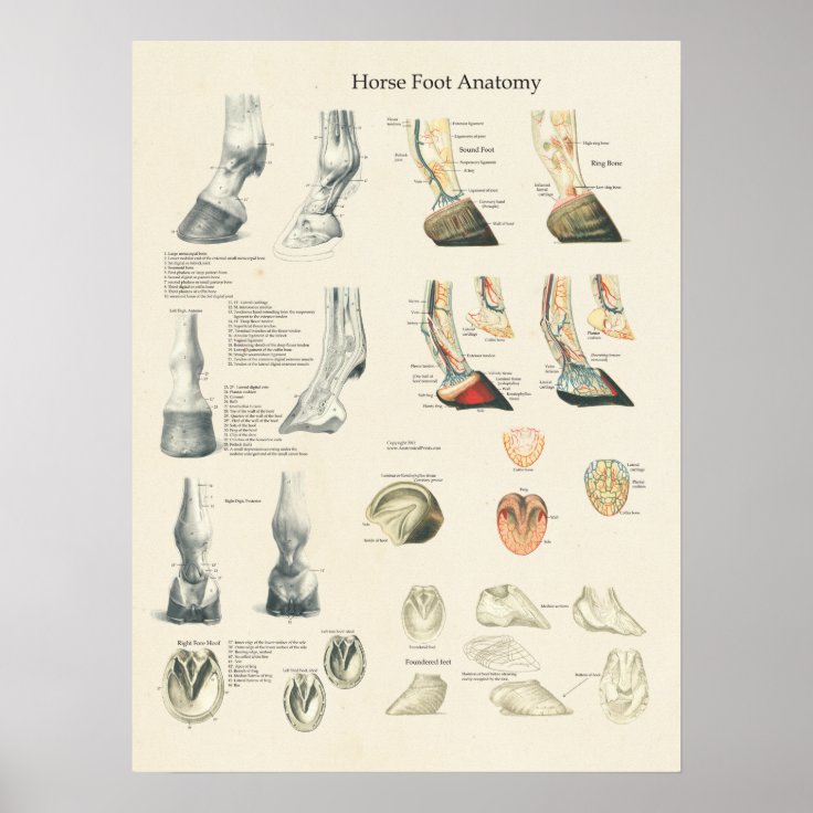 Horse Foot Hoof Leg Anatomy Farrier Chart | Zazzle