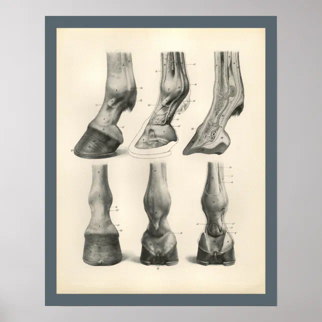 Horse Foot Hoof Veterinary Anatomy Print | Zazzle