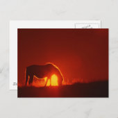 Horse in Red Sunset Postcard | Zazzle
