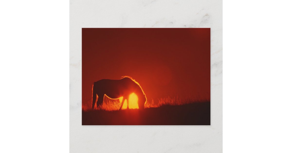 Horse in Red Sunset Postcard | Zazzle